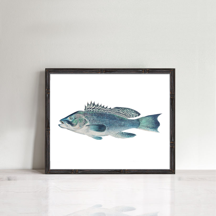 Vintage sea bass fish print – creative monsoon